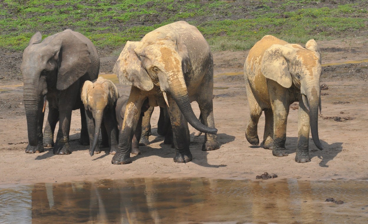Sedona International Film Festival - Elephant Path