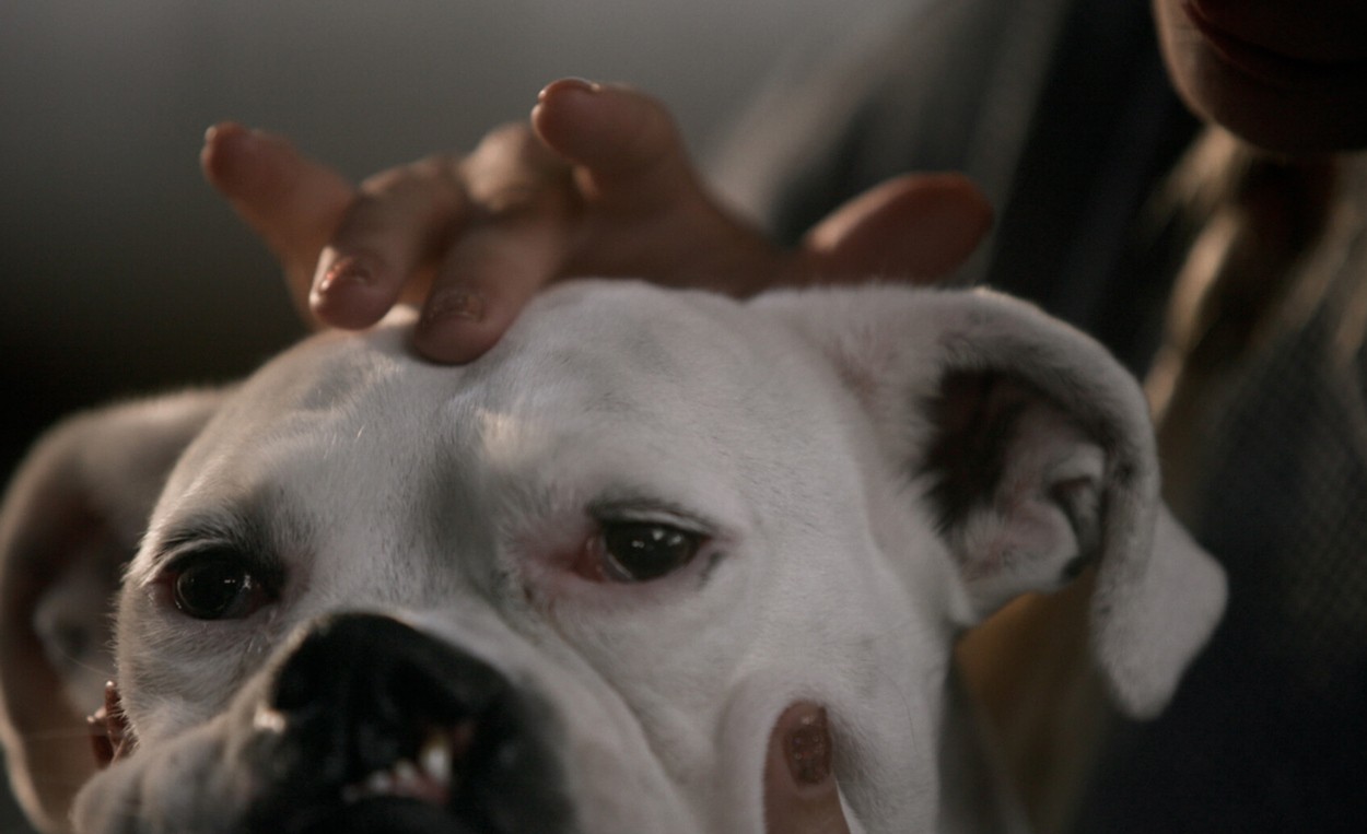 Sedona International Film Festival - The School of Canine Massage