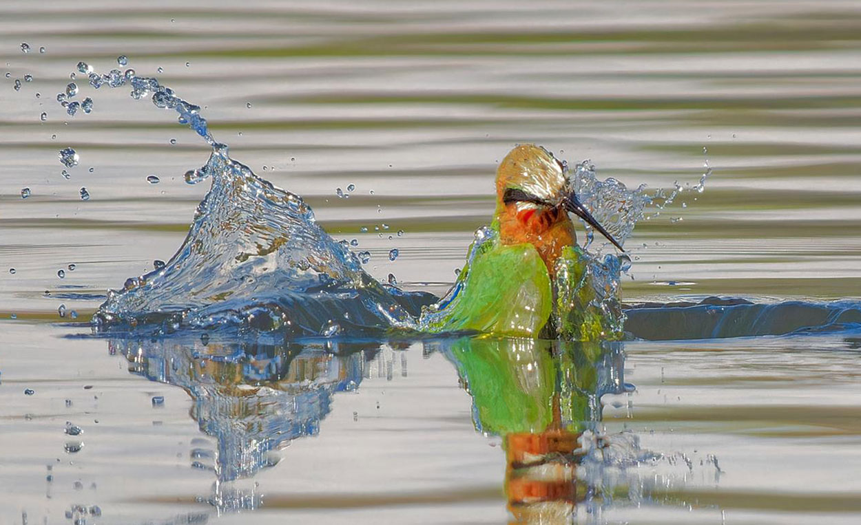 Sedona International Film Festival - FREE LECTURE: Seeing Beyond The ...